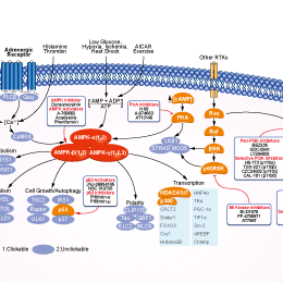 AMPK抑制剂 | AMPK Inhibitor