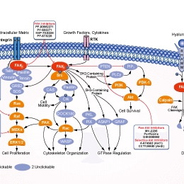 FAK抑制剂 | FAK Inhibitor