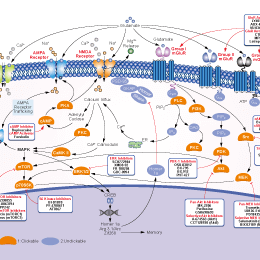 GluR抑制剂 | GluR Inhibitor