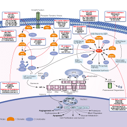 HIF抑制剂 | HIF Inhibitor