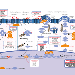 Hedgehog抑制作用 | Hedgehog Inhibition
