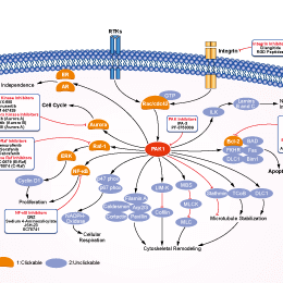 PAK | p21 activated kinases