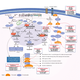 PARP抑制剂 | PARP Inhibitor