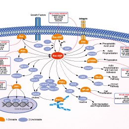 Rho抑制剂 | Rho Inhibitor