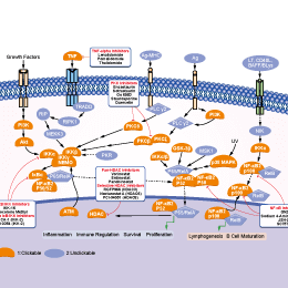 NF-κB抑制剂 | NF-κB Inhibitor