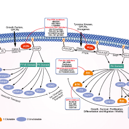 PI3K抑制剂 | PI3K Inhibitor