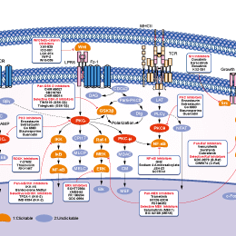 PKC抑制剂 | PKC Inhibitor