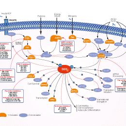 S6 Kinase抑制剂 | S6 Kinase Inhibitor