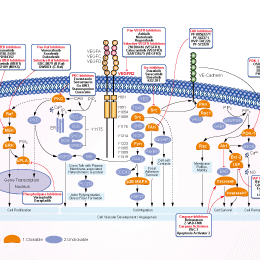 VEGFR抑制剂 | VEGFR Inhibitor