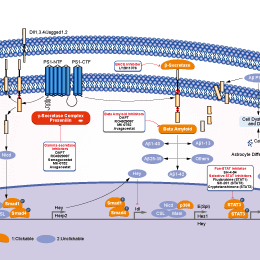 Gamma-secretase抑制剂 | Gamma-secretase Inhibitor