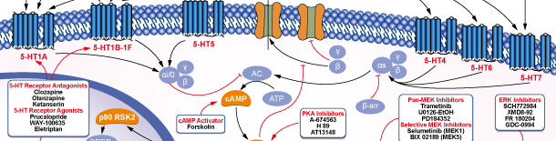 5-HT Receptor拮抗剂/激动作用