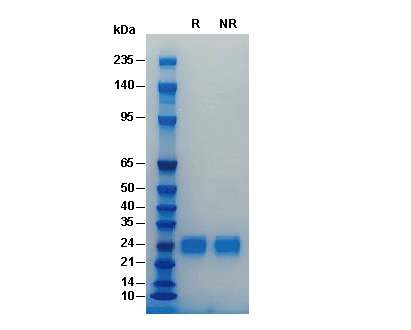 Recombinant Mouse G-CSF Protein, BSA (HEK293)