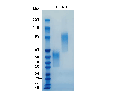Recombinant Mouse M-CSF/CSF-1 Protein, CF (HEK293)