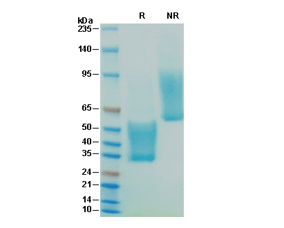 Recombinant Human M-CSF/CSF-1 Protein, BSA (HEK293)