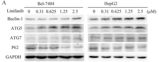 Linifanib (ABT-869) | 购买VEGFR 抑制剂 - Selleck