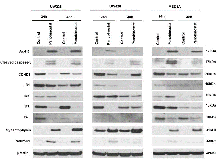 Panobinostat (LBH589) | 帕比司他 | HDAC 抑制剂 | 现货供应 | 美国品牌 | 免费采购电话400-668-6834
