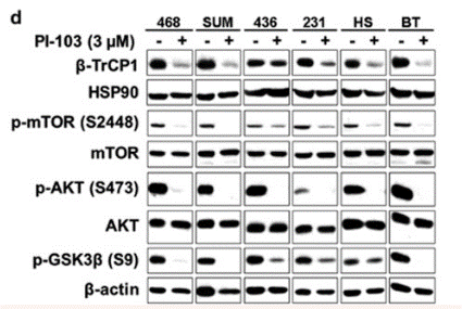 PI-103 | 购买PI3K 抑制剂 - Selleck