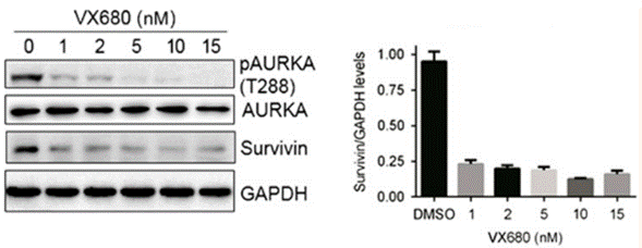 Tozasertib (VX-680, MK-0457) | 陶扎色替 | 购买Aurora Kinase 抑制剂 - Selleck