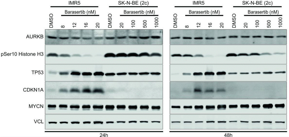 Barasertib (AZD1152-HQPA) | 购买Aurora Kinase 抑制剂 - Selleck