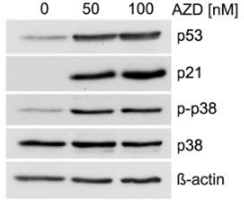 Barasertib (AZD1152-HQPA) | 购买Aurora Kinase 抑制剂 - Selleck