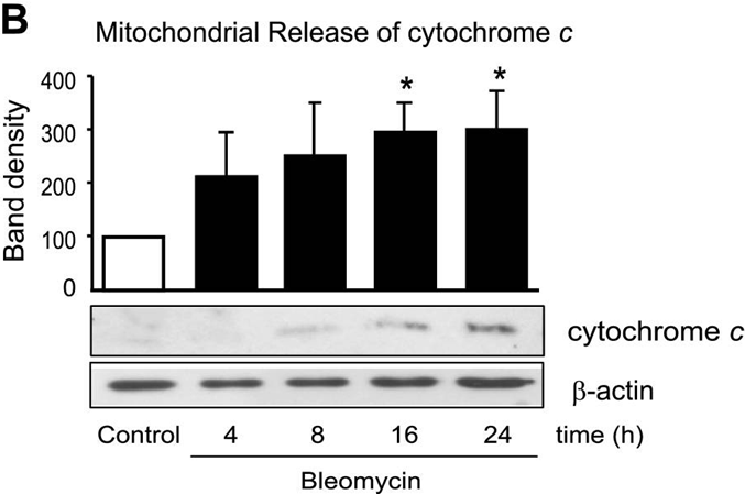 Bleomycin sulfate | 硫酸博来霉素 | 购买DNA/RNA Synthesis 抑制剂 - Selleck