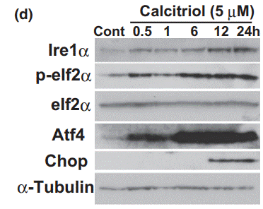 Calcitriol | 骨化三醇 | 购买0 激动剂 - Selleck