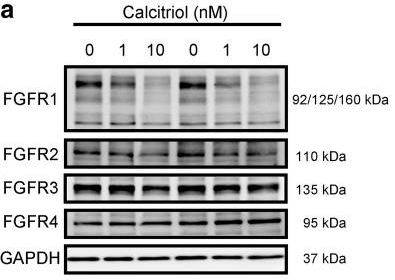 Calcitriol | 骨化三醇 | 购买0 激动剂 - Selleck