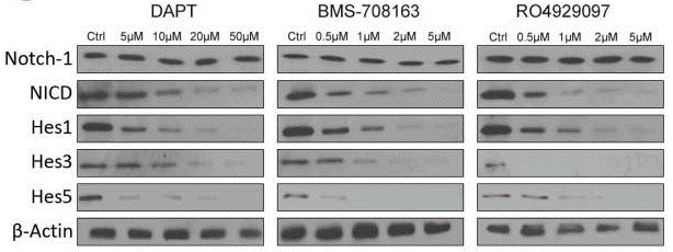 RO4929097 (RG-4733) | 购买Secretase 抑制剂 - Selleck