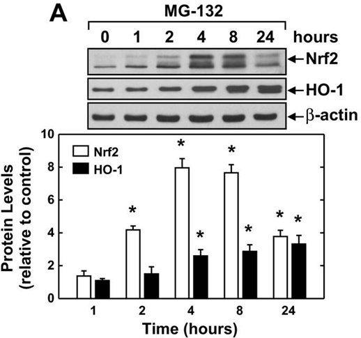 MG132 | Proteasome 抑制剂 | 现货供应 | 美国品牌 | 免费采购电话400-668-6834