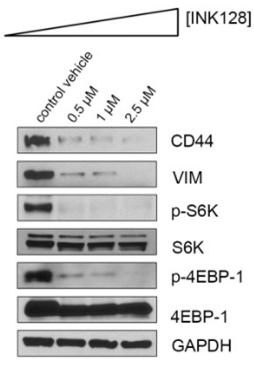 Sapanisertib (MLN0128) | 购买mTOR 抑制剂 - Selleck