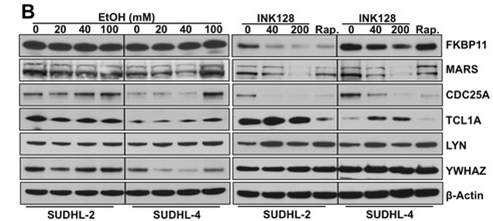 Sapanisertib (MLN0128) | 购买mTOR 抑制剂 - Selleck