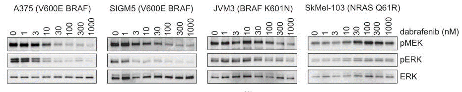 Dabrafenib Mesylate | Raf 抑制剂 | 现货供应 | 美国品牌 | 免费采购电话400-668-6834
