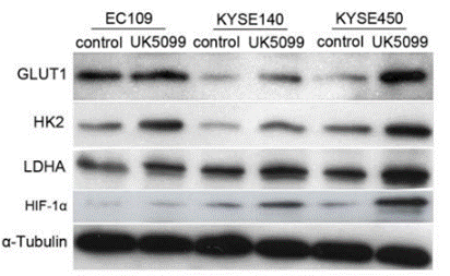 UK 5099 | 现货供应 | 美国品牌 | 免费采购电话400-668-6834