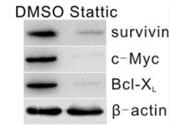 Stattic | 购买STAT 抑制剂 - Selleck