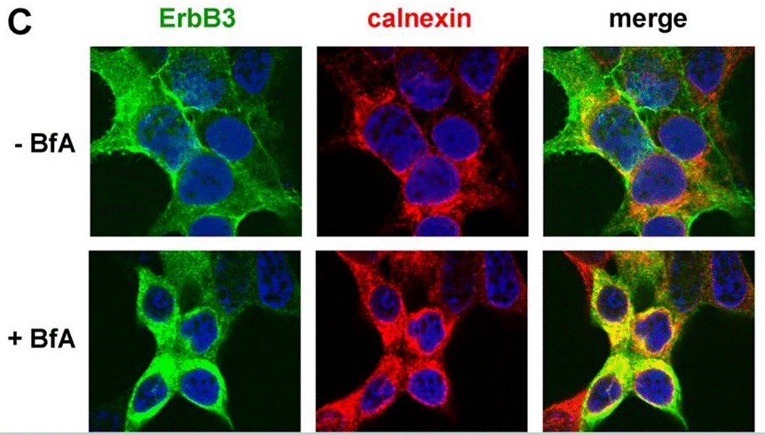 Brefeldin A (BFA chemical) | 布雷菲德菌素A | 购买ATPase 抑制剂 - Selleck