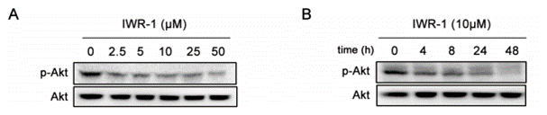 IWR-1-endo | 购买Wnt/beta-catenin 抑制剂 - Selleck