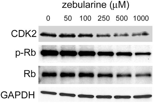 Zebularine (NSC 309132) | DNA Methyltransferase 抑制剂 | 现货供应 | 美国品牌 | 免费 ...