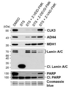 Z-DEVD-FMK | Caspase 抑制剂&激活剂 | 现货供应 | 美国品牌 | 免费采购电话400-668-6834