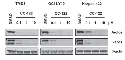 Avadomide (CC-122) | 阿伐度胺，曲沙珀生 | E3 Ligase 抑制剂 | 现货供应 | 美国品牌 | 免费采购电话 ...