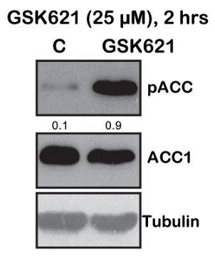 GSK621 | AMPK 抑制剂 | 现货供应 | 美国品牌 | 免费采购电话400-668-6834