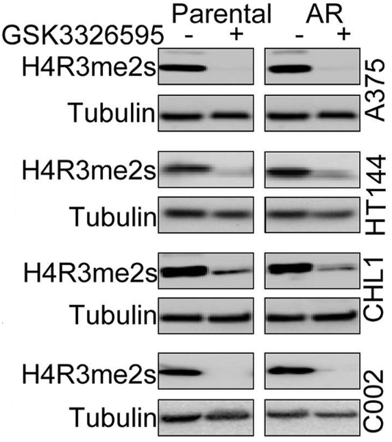 Pemrametostat (GSK3326595) | Histone Methyltransferase 抑制剂 | 现货供应 | 美国 ...