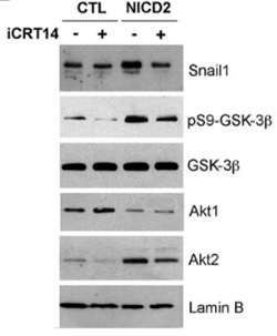 iCRT14 | Wnt/beta-catenin 抑制剂 | 现货供应 | 美国品牌 | 免费采购电话400-668-6834