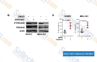 Akt抑制剂 | Akt Inhibitor
