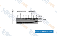 AZD5438 | 购买CDK 抑制剂 - Selleck