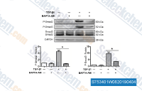 BAPTA-AM | 现货供应 | 美国品牌 | 免费采购电话400-668-6834