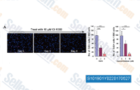 Canertinib (CI-1033) | 购买EGFR 抑制剂 - Selleck