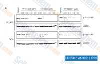 Defactinib (VS-6063, PF-04554878) | FAK 抑制剂 | 现货供应 | 美国品牌 | 免费采购电话400 ...