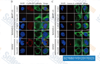 Dinaciclib (SCH727965) | 购买CDK 抑制剂 - Selleck