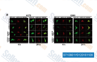 Encorafenib (LGX818) | Raf 抑制剂 | 现货供应 | 美国品牌 | 免费采购电话400-668-6834