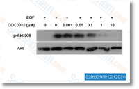 Apitolisib (GDC-0980) | 购买PI3K 抑制剂 - Selleck